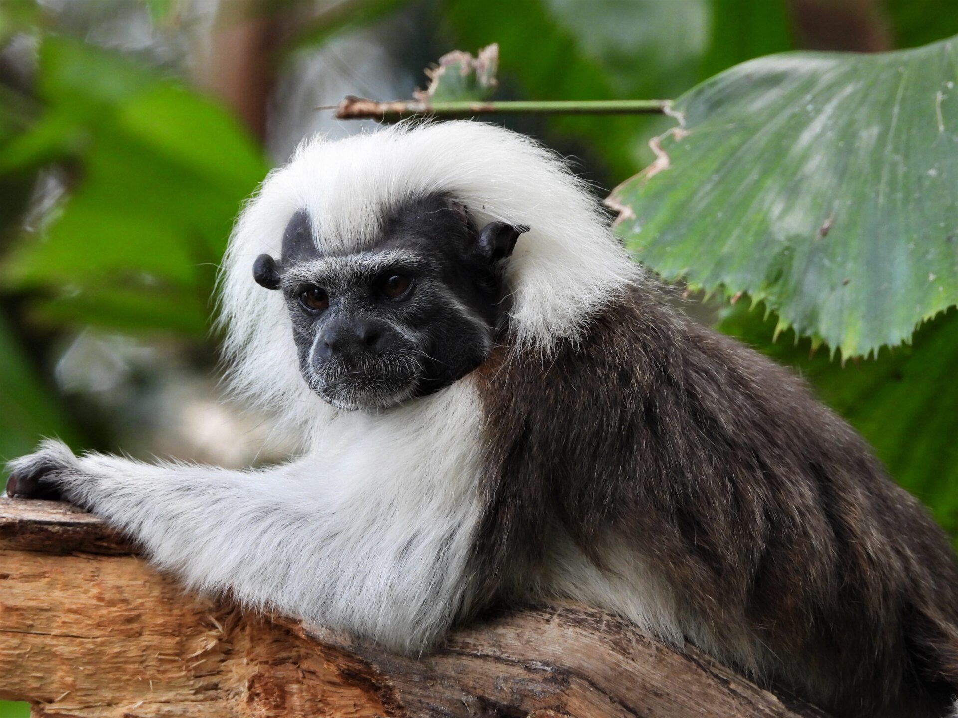 CAV | EPA Cartagena – Nuestra misión es reestablecer las condiciones naturales de los animales ...